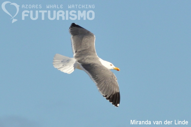 Yellow-legged gull fact sheet - Azores Whales