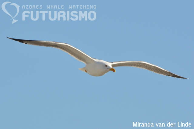 Yellow-legged gull fact sheet - Azores Whales