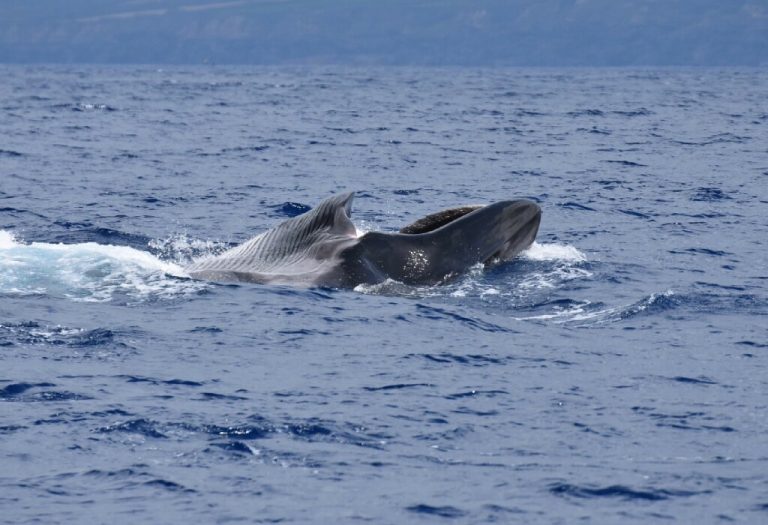Fin whale fact sheet - Azores Whales