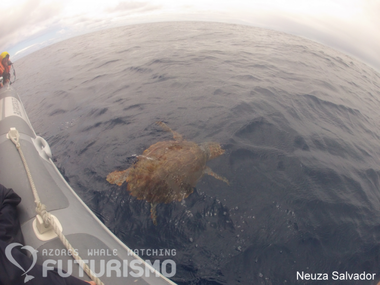 Loggerhead turtle fact sheet - Azores Whales