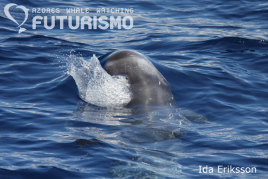 Risso's dolphin fact sheet - Azores Whales