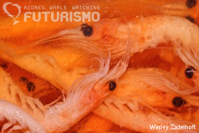 Krill fact sheet - Azores Whales