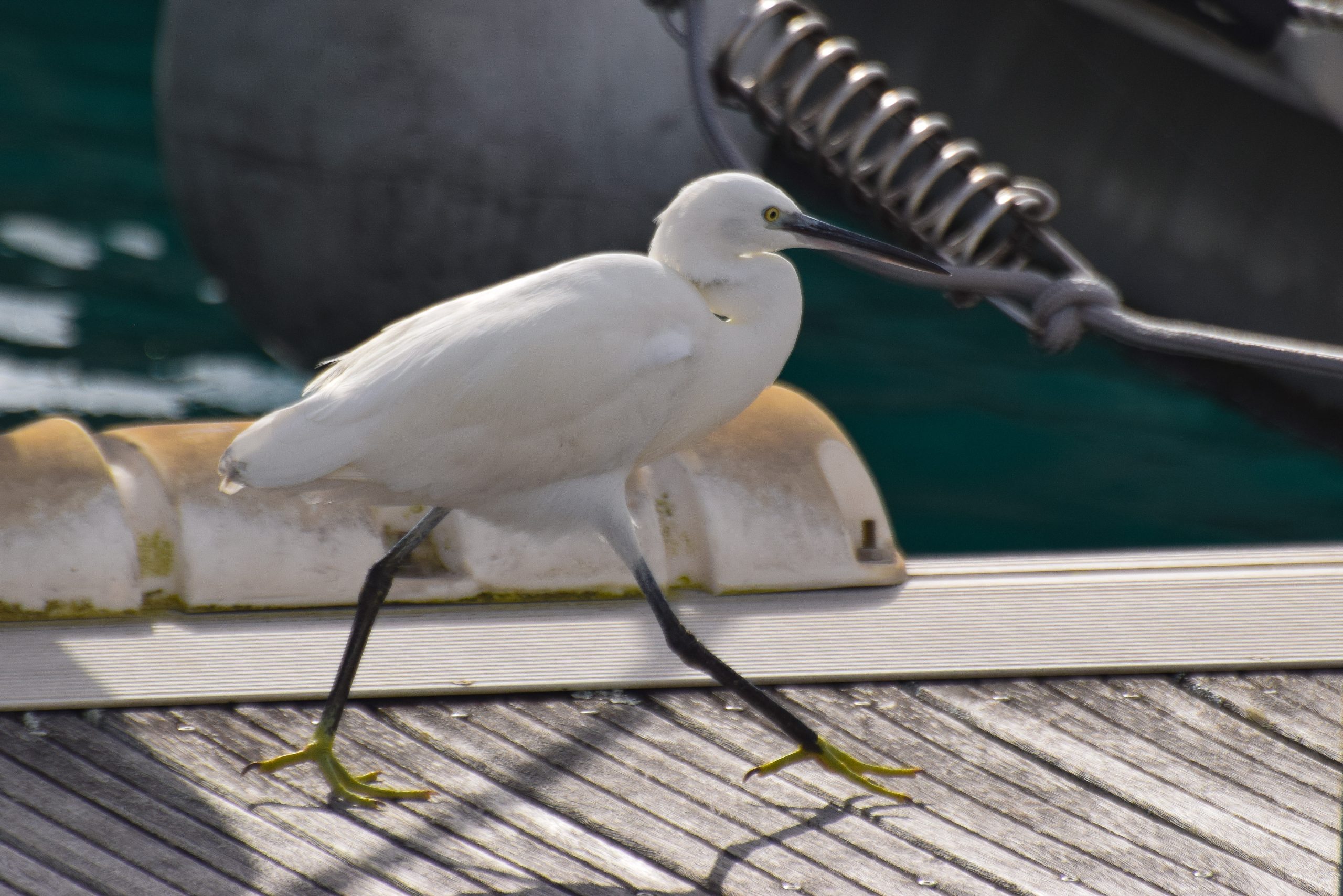 Little egret fact sheet - Azores Whales