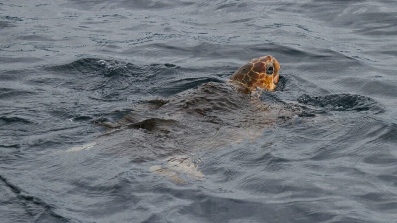 Loggerhead turtle fact sheet - Azores Whales