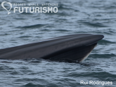 All you need to know about cetaceans - Azores Whales