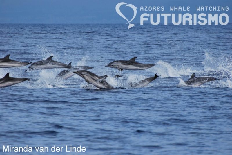 Striped dolphin fact sheet - Azores Whales