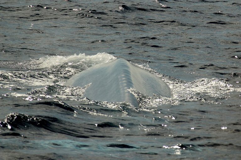 Blue whale fact sheet - Azores Whales