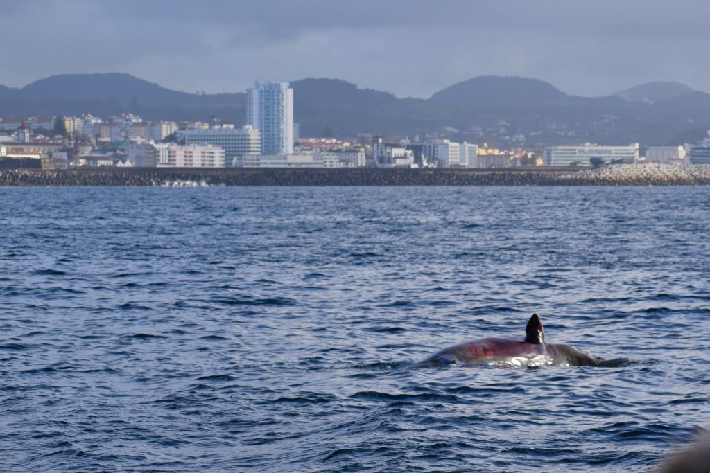 Encontrámos um cachalote morto em São Miguel - Azores Whales