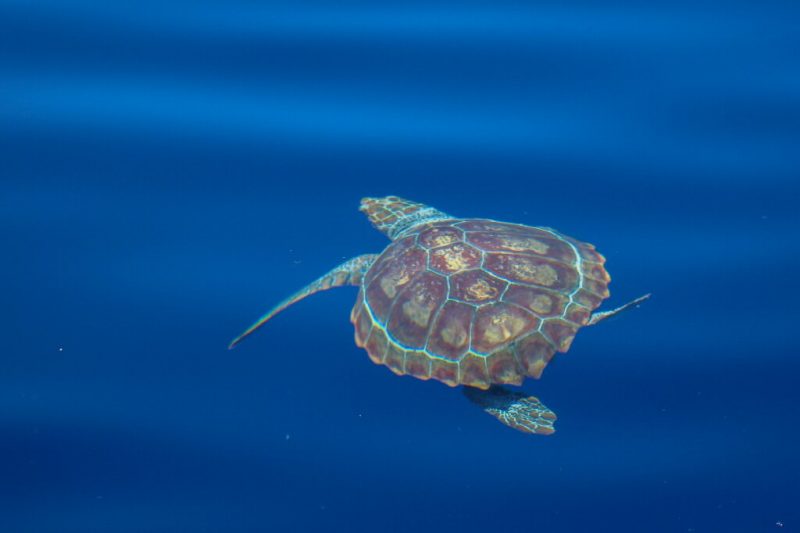 Loggerhead turtle fact sheet - Azores Whales