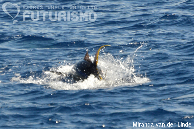 Yellowfin tuna fact sheet - Azores Whales