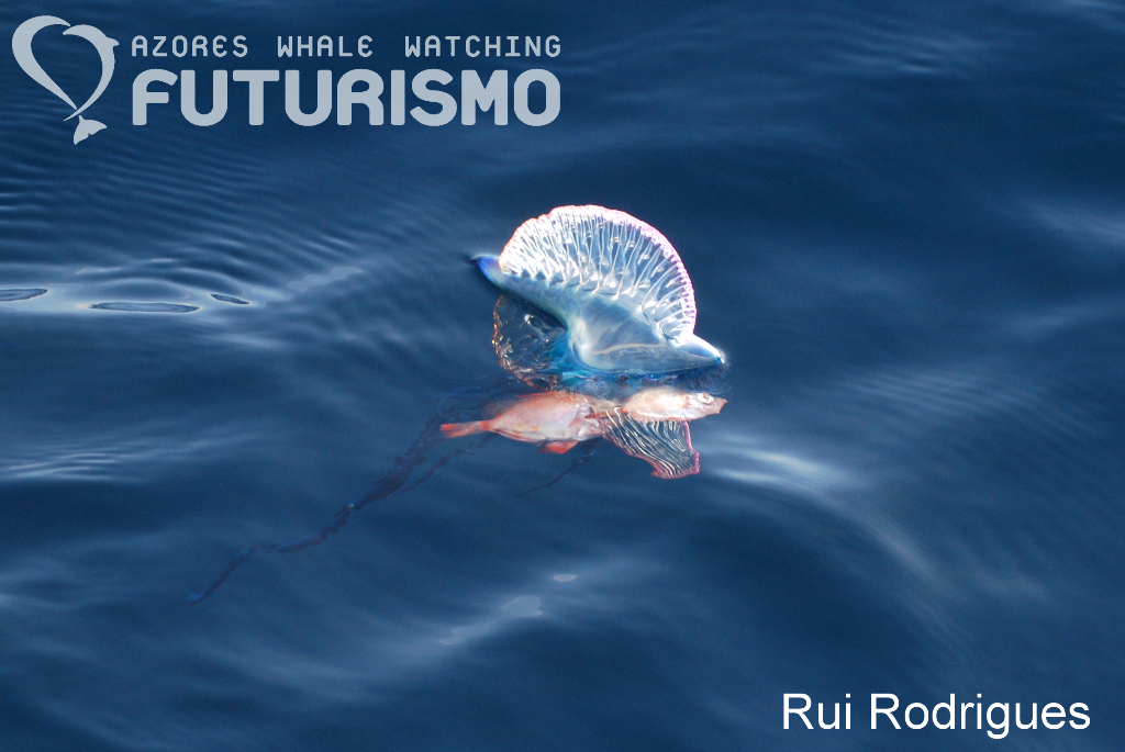 Boar fish fact sheet - Azores Whales