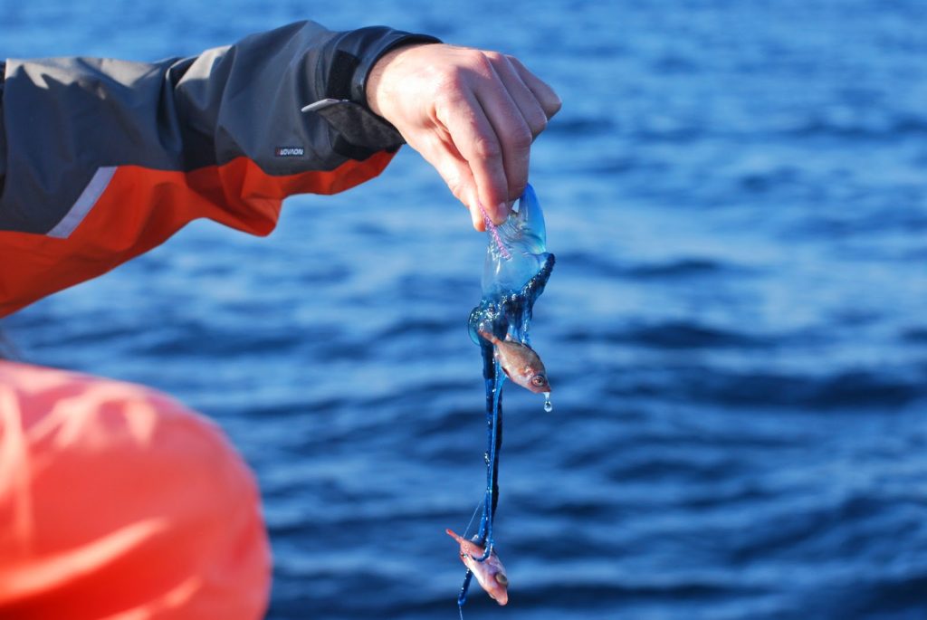 Boar fish fact sheet - Azores Whales