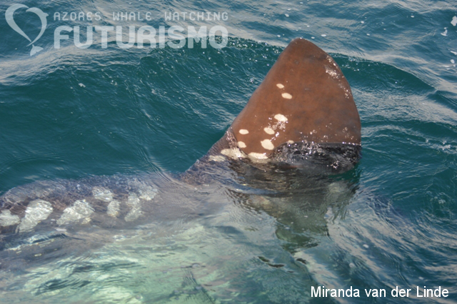 Sunfish fact sheet - Azores Whales