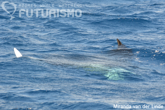 Manta ray fact sheet - Azores Whales