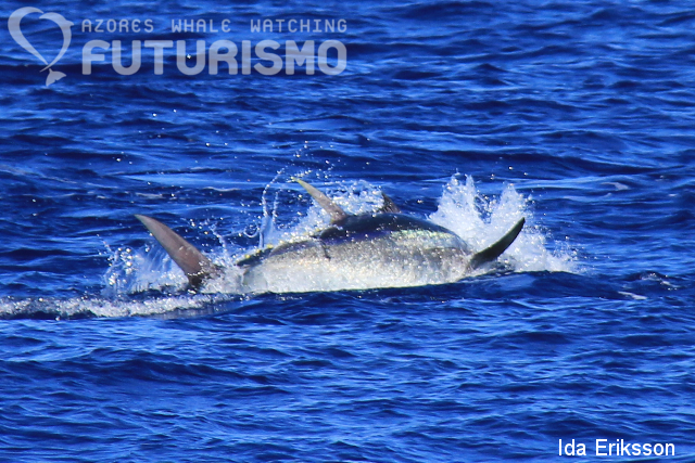 Tuna general fact sheet - Azores Whales