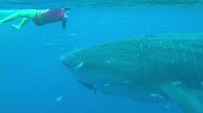 Whale shark fact sheet - Azores Whales
