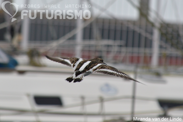 Ruddy turnstone fact sheet - Azores Whales