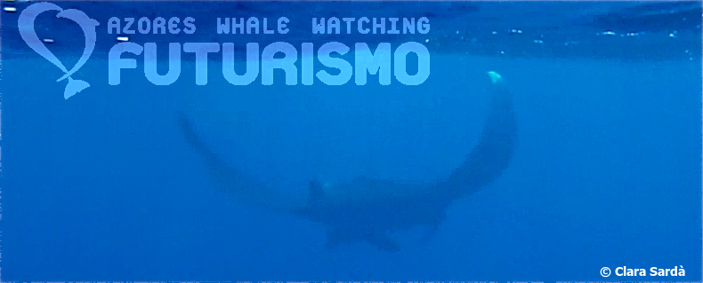 Manta ray fact sheet - Azores Whales