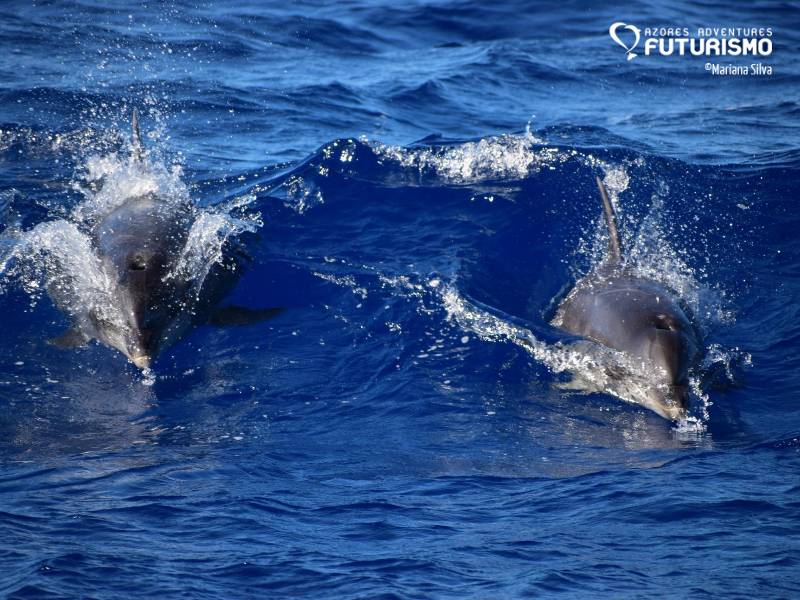 Three dolphin species, a Sei whale and a devil ray today! - Azores Whales
