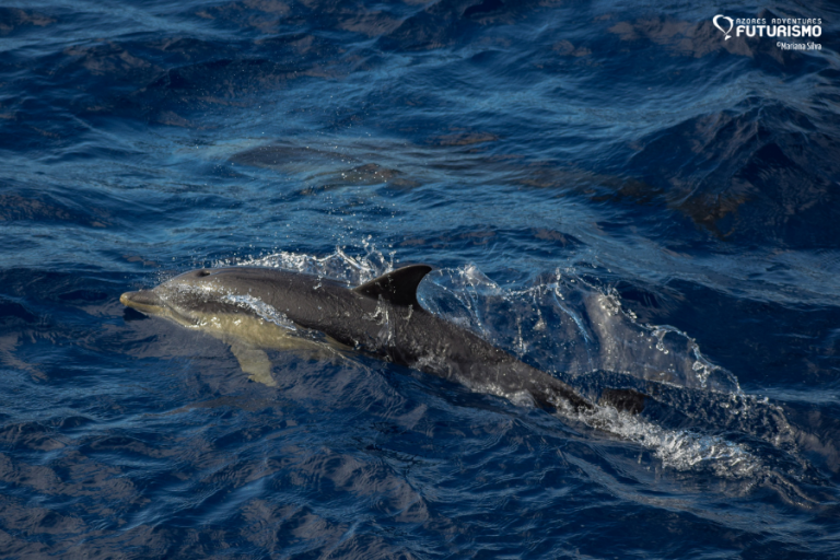 The beauty of the wonderful wildlife in the Azores - Azores Whales