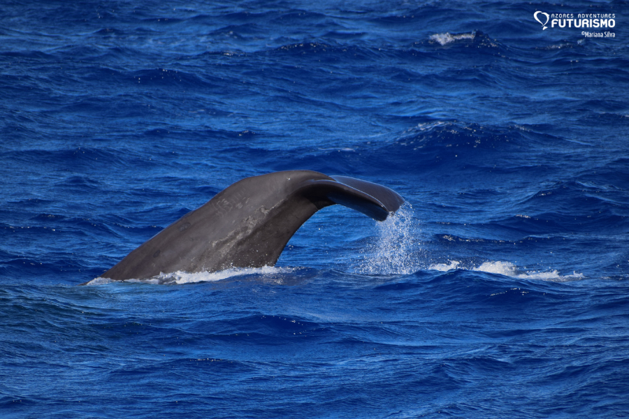 The beauty of the wonderful wildlife in the Azores - Azores Whales