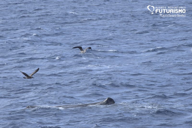 Sperm whale nursing - Azores Whales