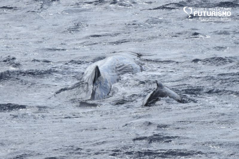 Sperm whale nursing - Azores Whales