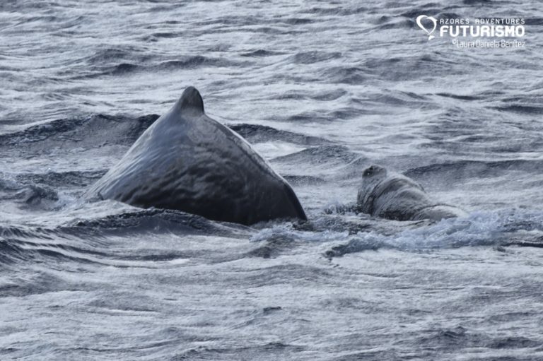 Sperm whale nursing - Azores Whales