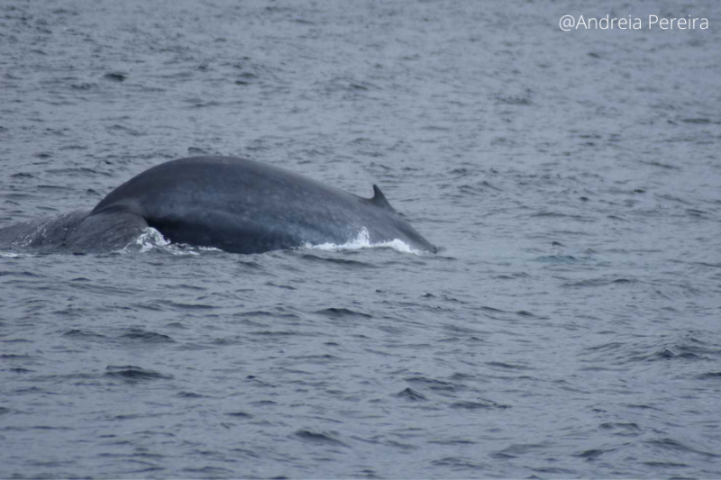 Blue whale once more! - Azores Whales