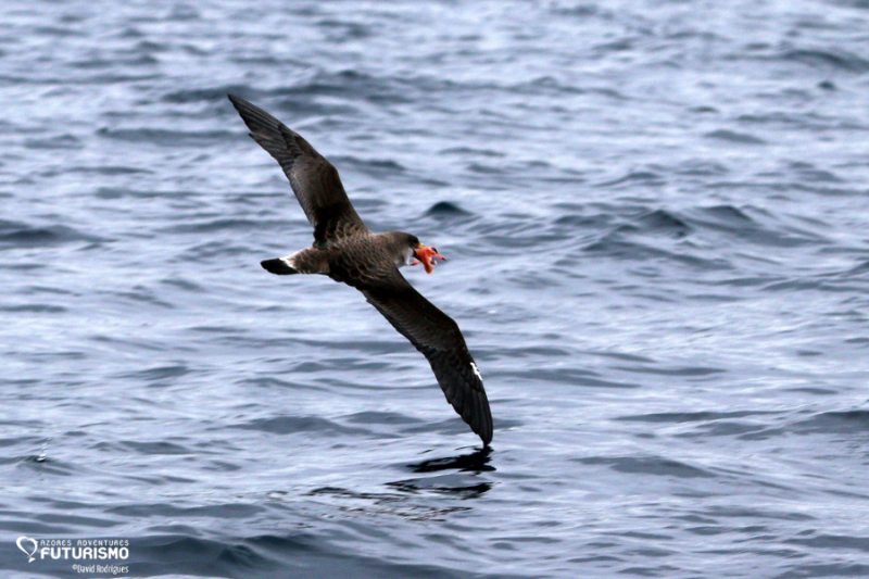 Blue whale once more! - Azores Whales