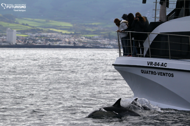 Blue whale once more! - Azores Whales