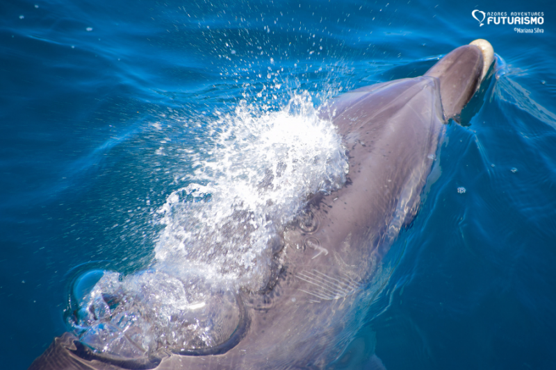 Three cetacean species, birds, fish, reptiles and invertebrates ...