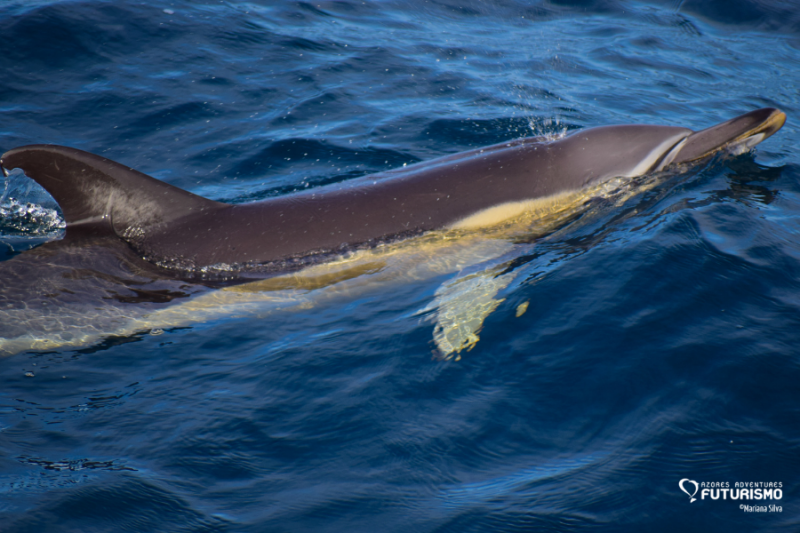 Three cetacean species, birds, fish, reptiles and invertebrates ...