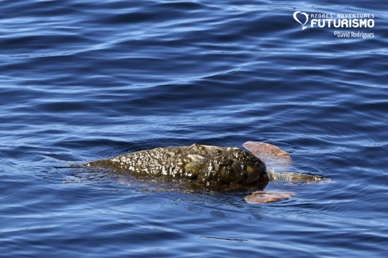 Blue whale was not alone today! - Azores Whales