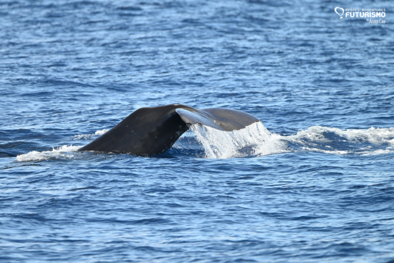 Rain, fog and dives - Azores Whales