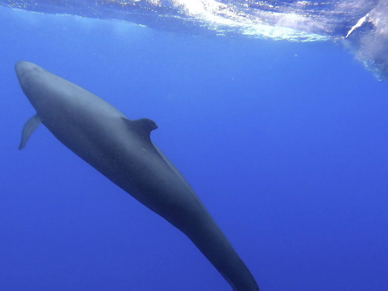 No Pico, as falsas orcas voltaram! - Azores Whales