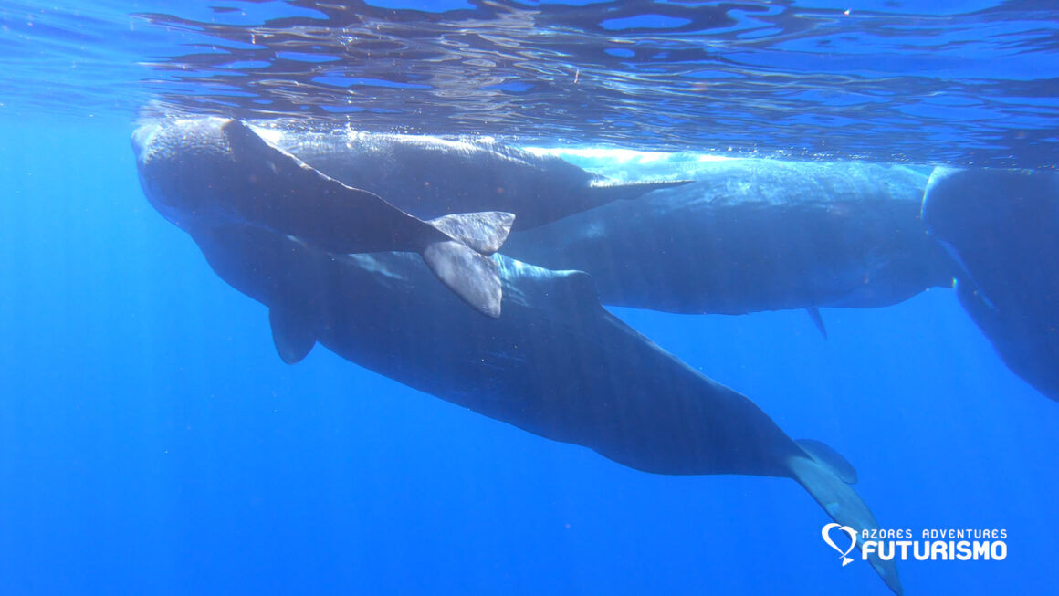 Sperm whale birth this morning in the Azores - Azores Whales