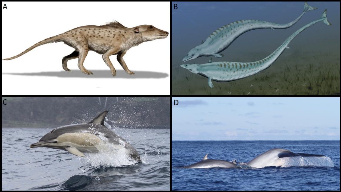 Cetacean´s Evolution and Biogeography - Azores Whales