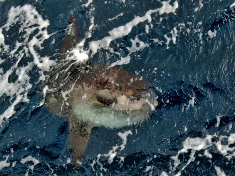 Sunfish, the biggest bony fish that we can find in the Azores - Azores ...