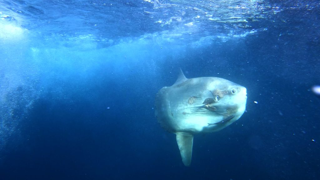 Sunfish, the biggest bony fish that we can find in the Azores - Azores ...