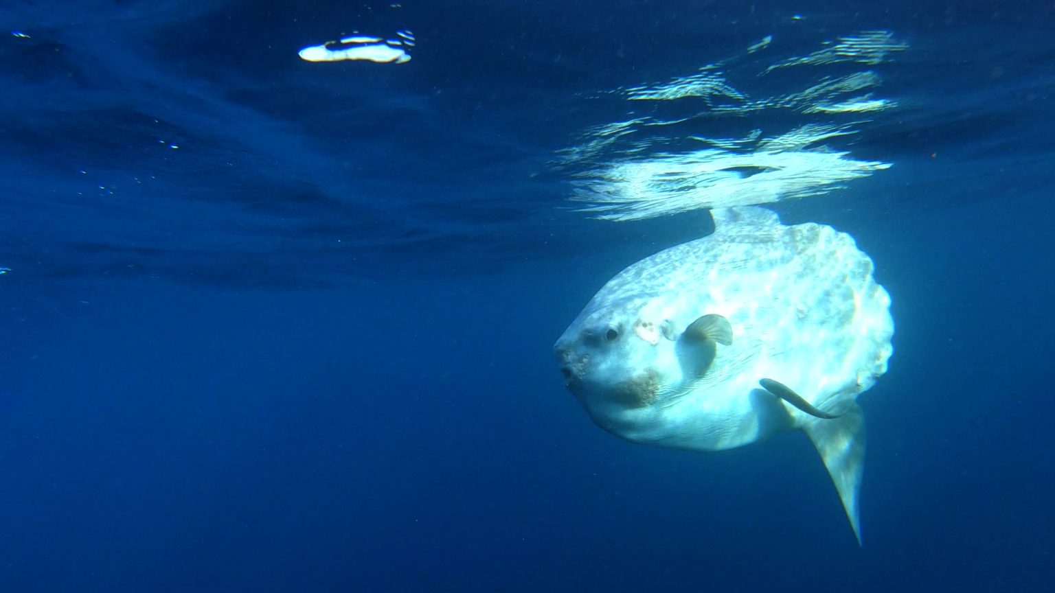 Sunfish, the biggest bony fish that we can find in the Azores - Azores ...