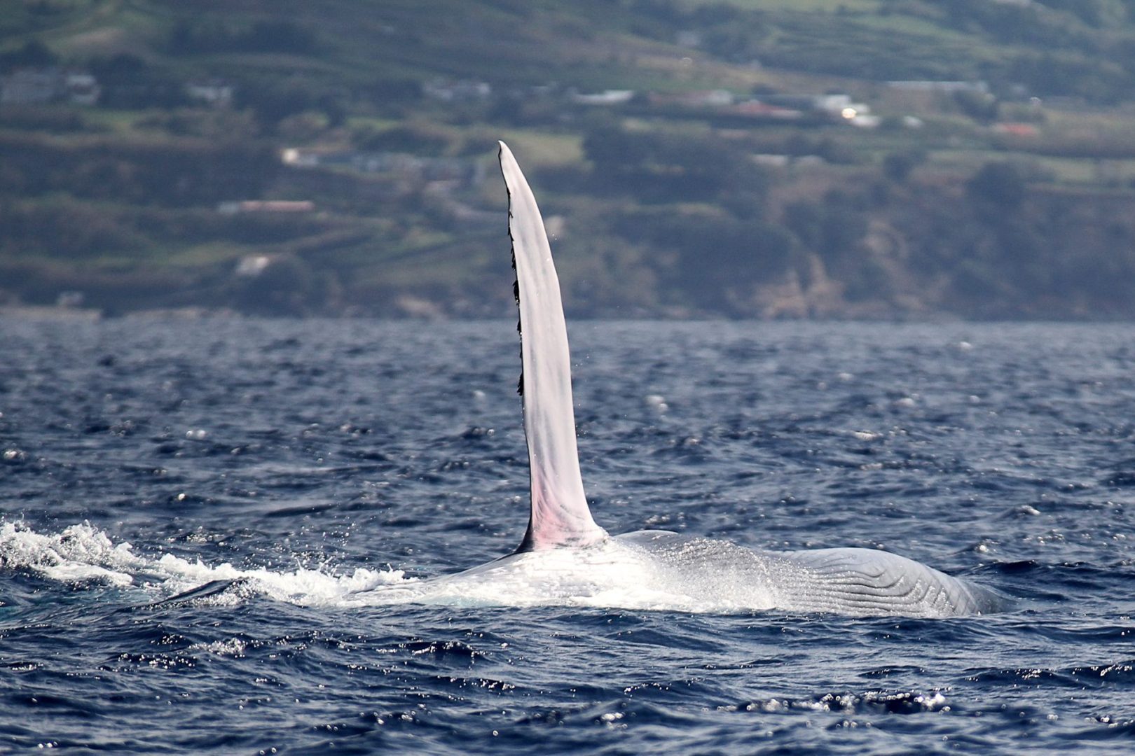 The Blue Whale in the Azores - Azores Whales