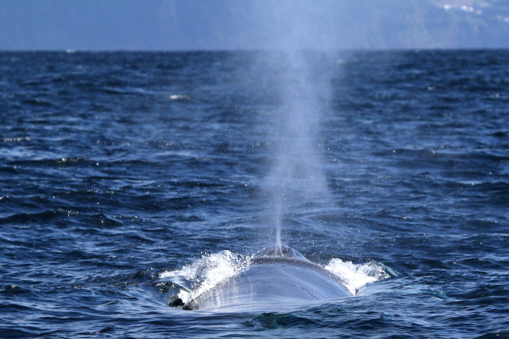 The Blue Whale in the Azores - Azores Whales