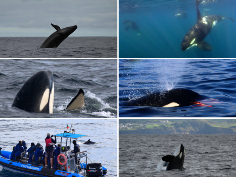 Sightings statistics February 2023 in São Miguel Island - Azores Whales